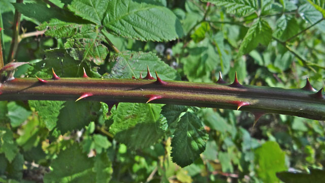 Natuurlijk koken: Zwarte Braam - Natuurgidsen Klein-Brabant
